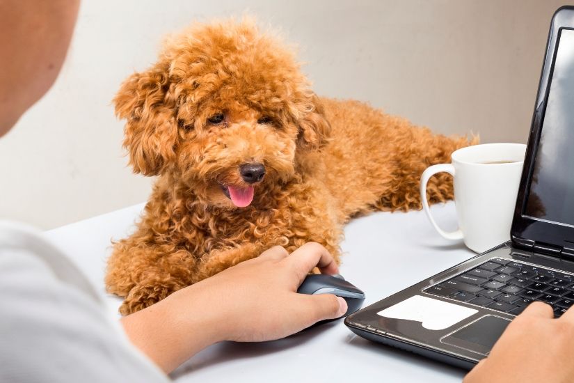 Human Consciousness and Free Will