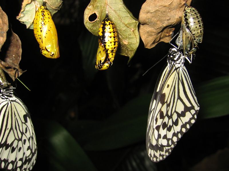 Evidence for Intelligent Design