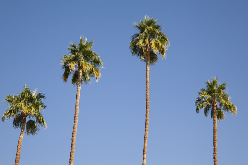 Four Lessons From Palm Trees