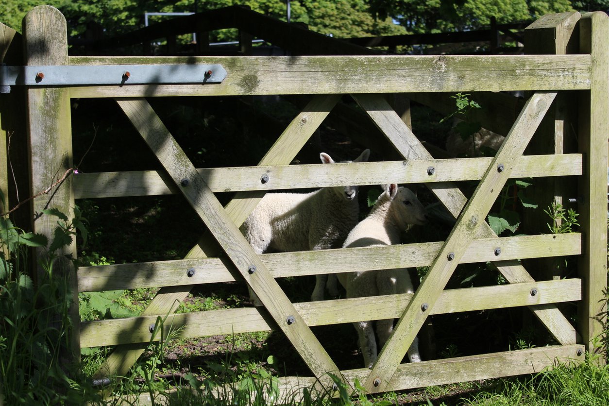 “I Am the Door of the Sheep”