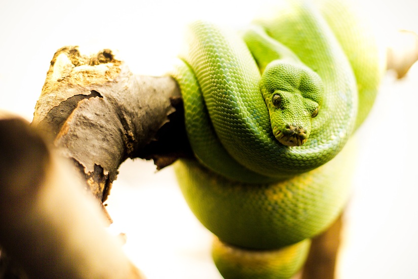 Adam and Eve and the Two Trees - Life, Hope & Truth